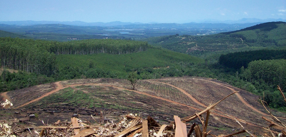 Portfolio Analysis of a Forest Fund • unique land use