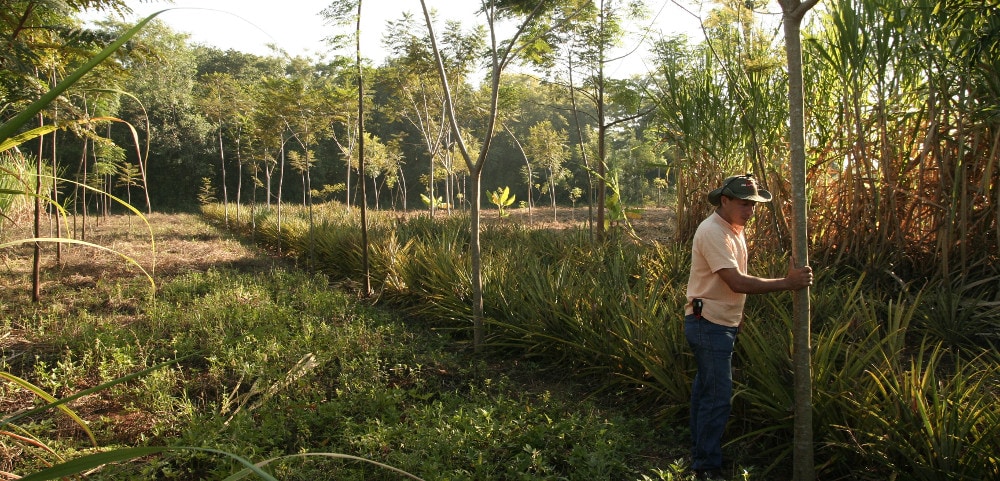 Agroforestry for the Restoration of Agroecosystems • unique land use