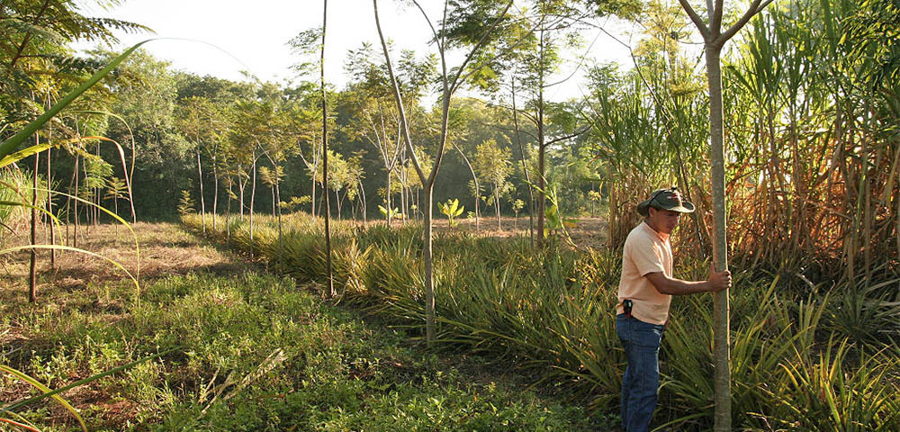 Global Assistance Initiative on Forest Governance • unique land use
