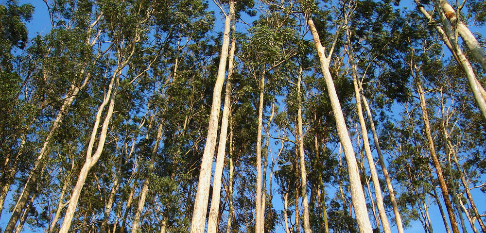 Integrated Forest Planning System and Forest Management Plan • unique ...