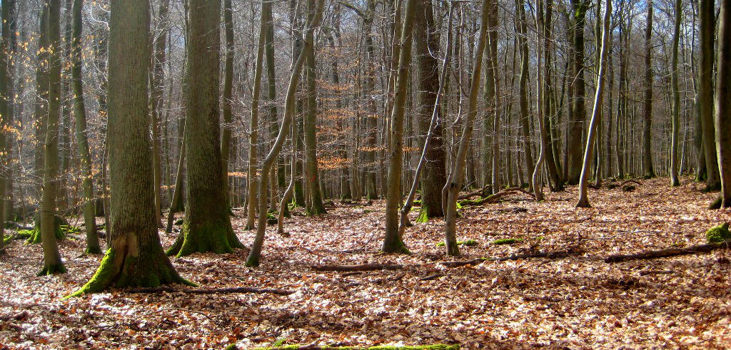 Management Optimization in Community Forests • unique land use