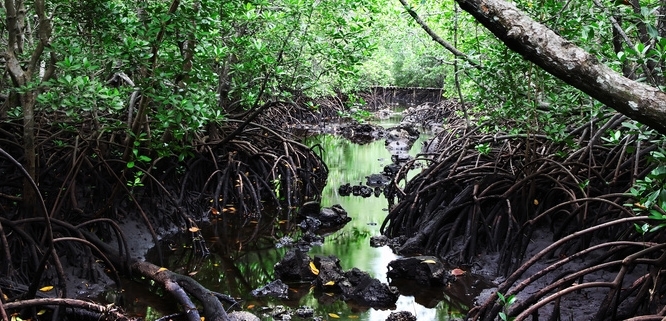 Mangrove Carbon Livelihood Project Development • unique land use