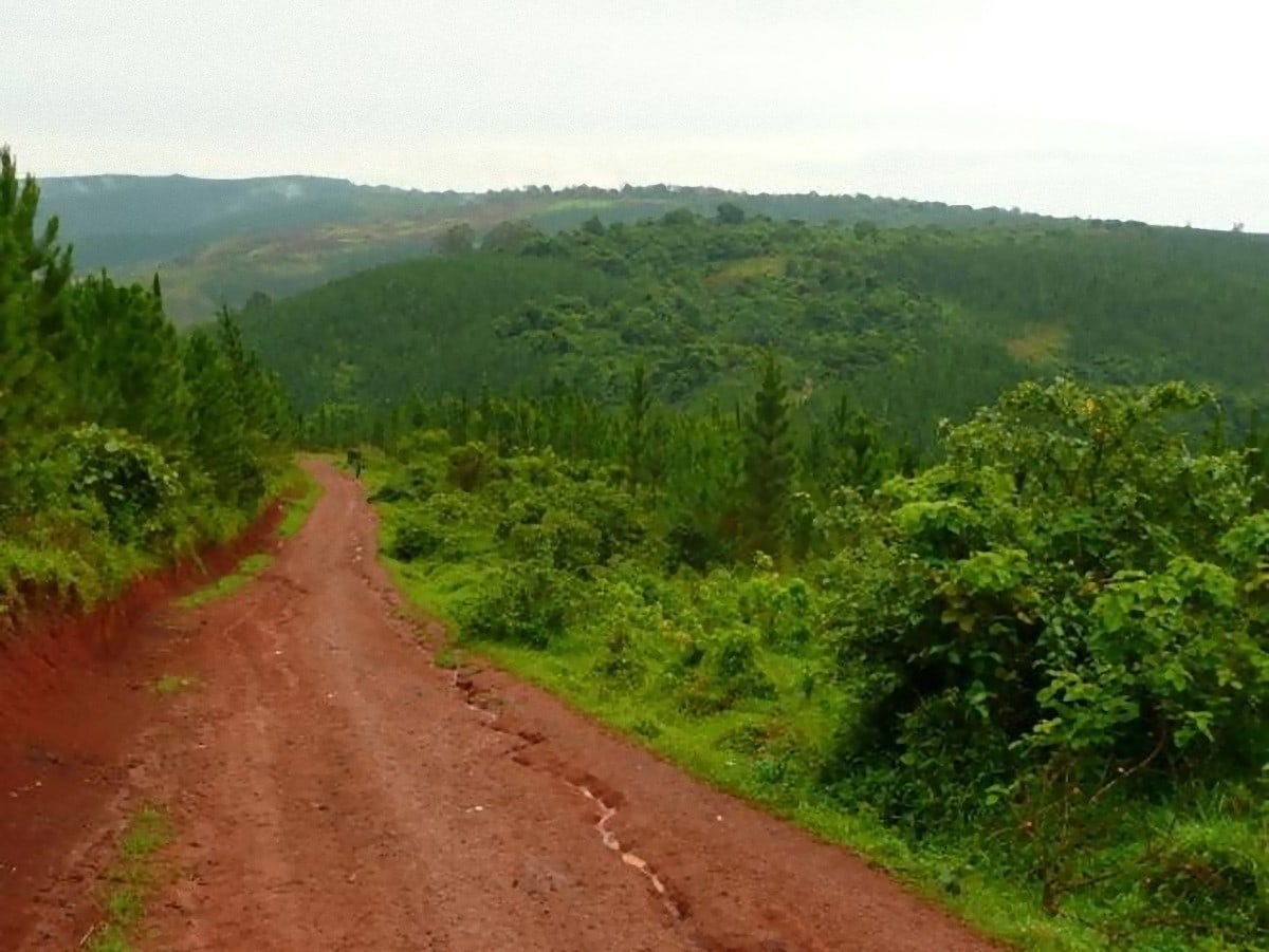 Monitoring and Verification of the Nile Basin Reforestation • unique ...
